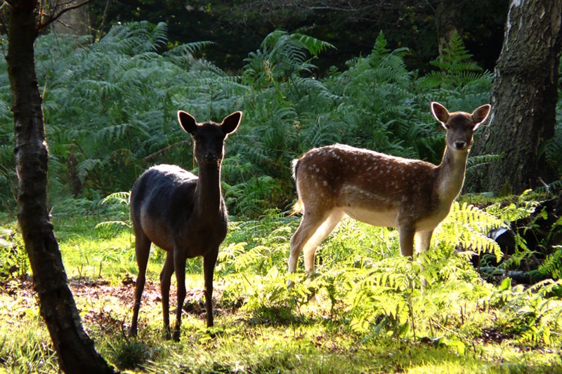 OUR LOCATION – WELCOME TO FUZZY'S FARM